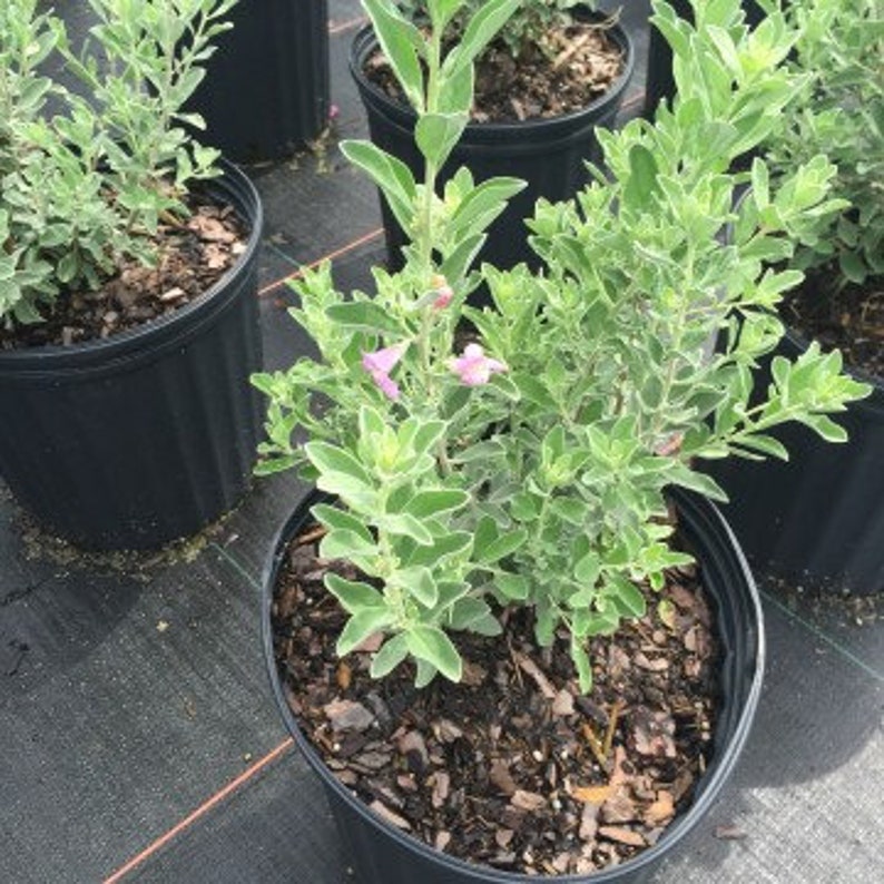 Texas Sage Silverado Live Plant in 1 or 3 Gallon Pot | Silver Foliage ...