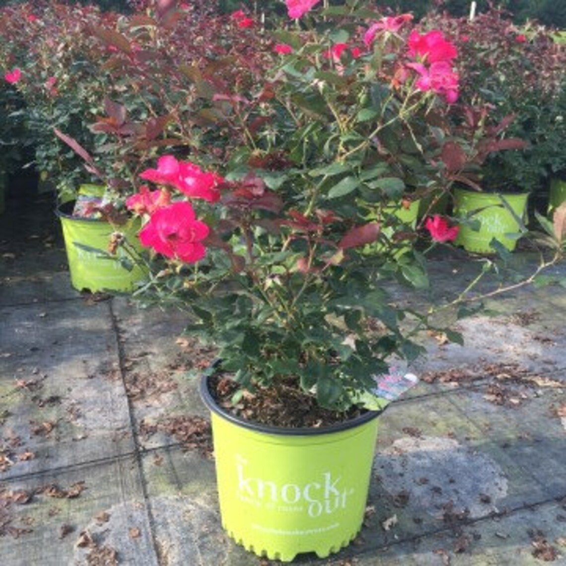 Double Red Knock Out Rose Outdoor Plant Housewarming Gift Landscaping ...