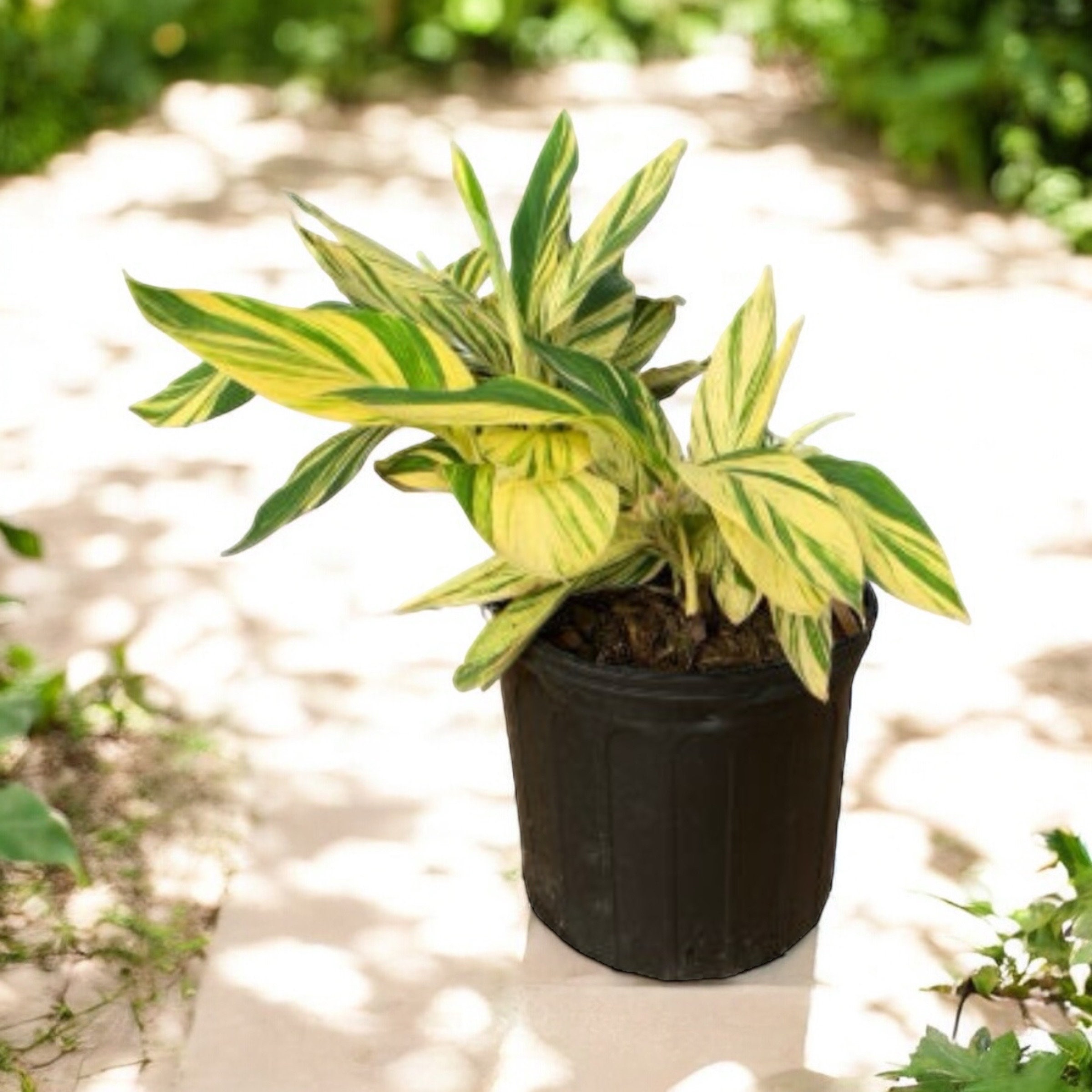 Variegated Ginger | Outdoor Plant | Housewarming Gift | Landscaping and ...
