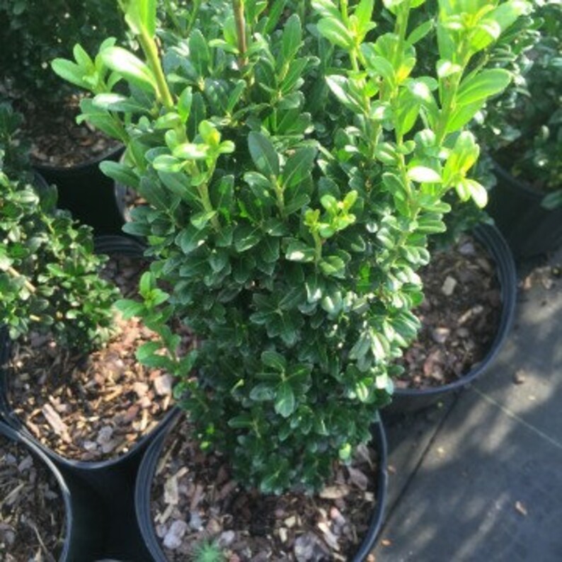 Sky Pencil Holly Outdoor Plant Housewarming Gift Landscaping and ...