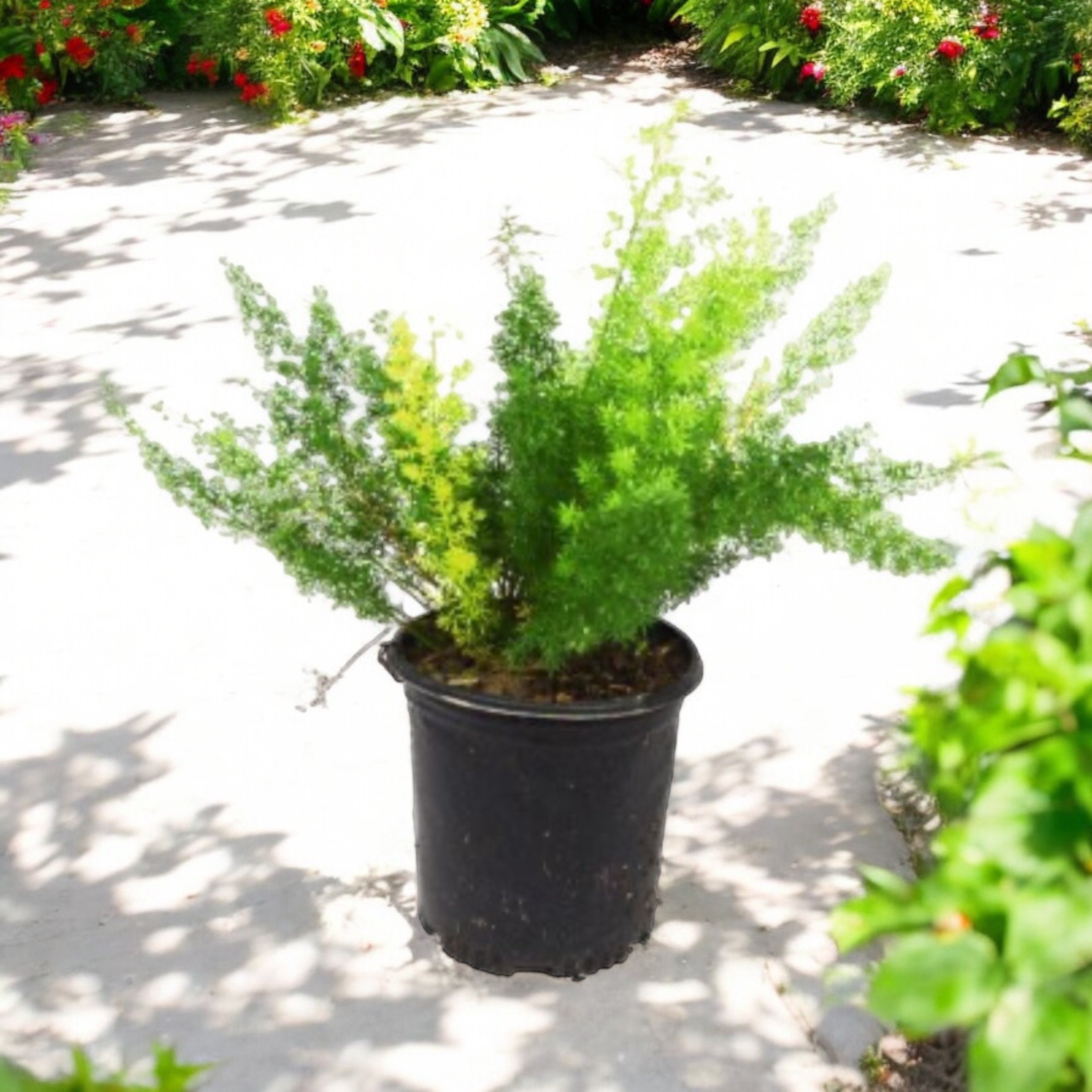 Foxtail Fern Outdoor Plant Housewarming Gift Landscaping and Gardening ...