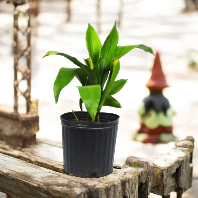 Green Cast Iron Pot Stand - Etsy