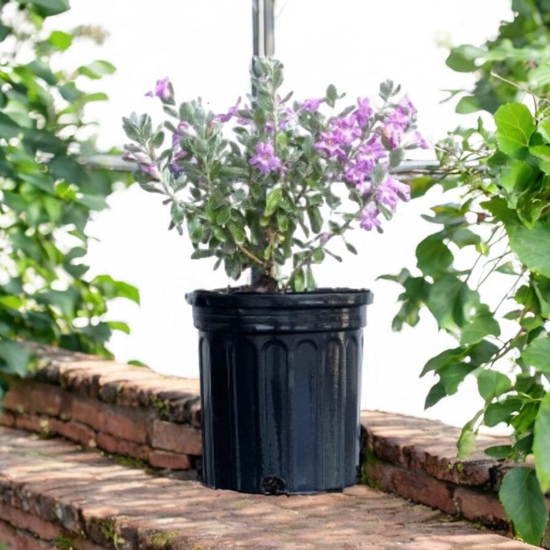 Texas Sage Bush - Etsy