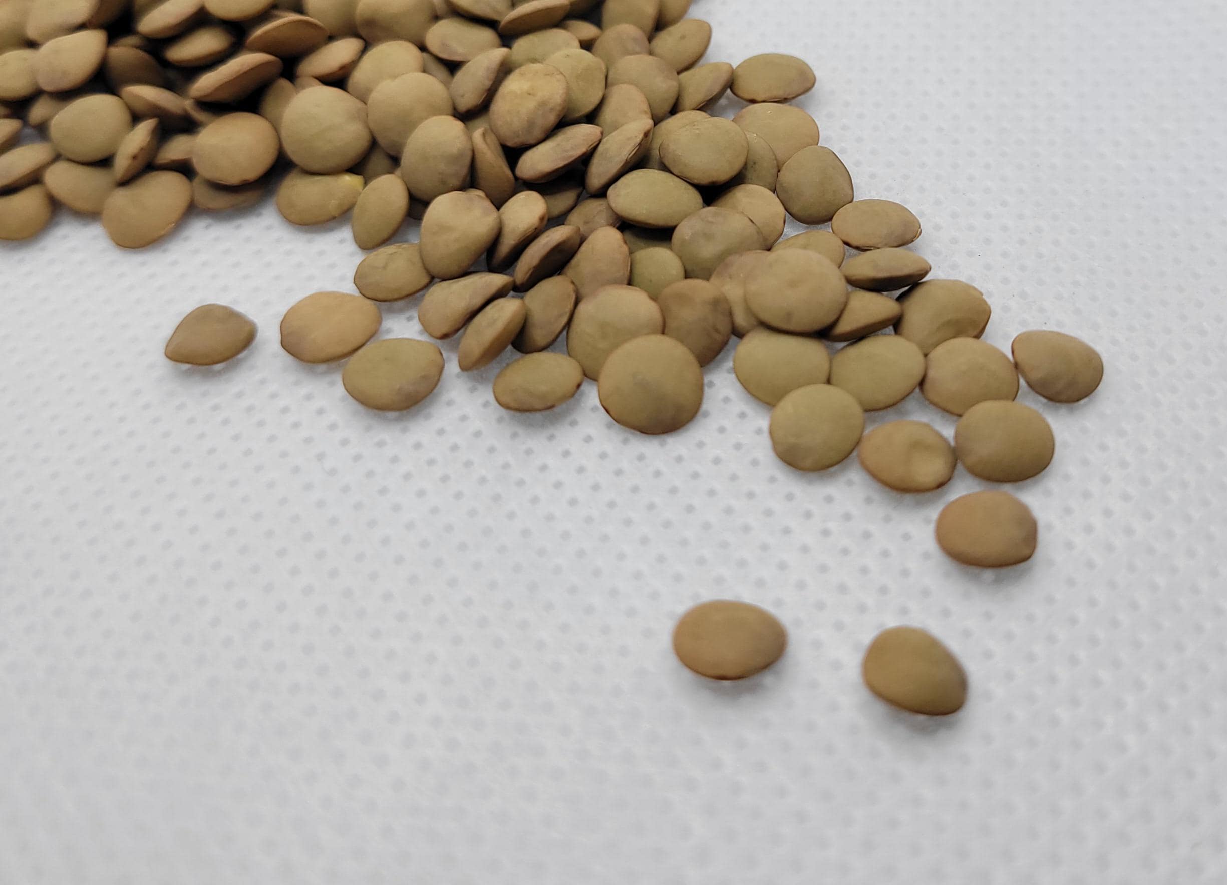 Organic Green Lentil Sprouting Seeds - Etsy