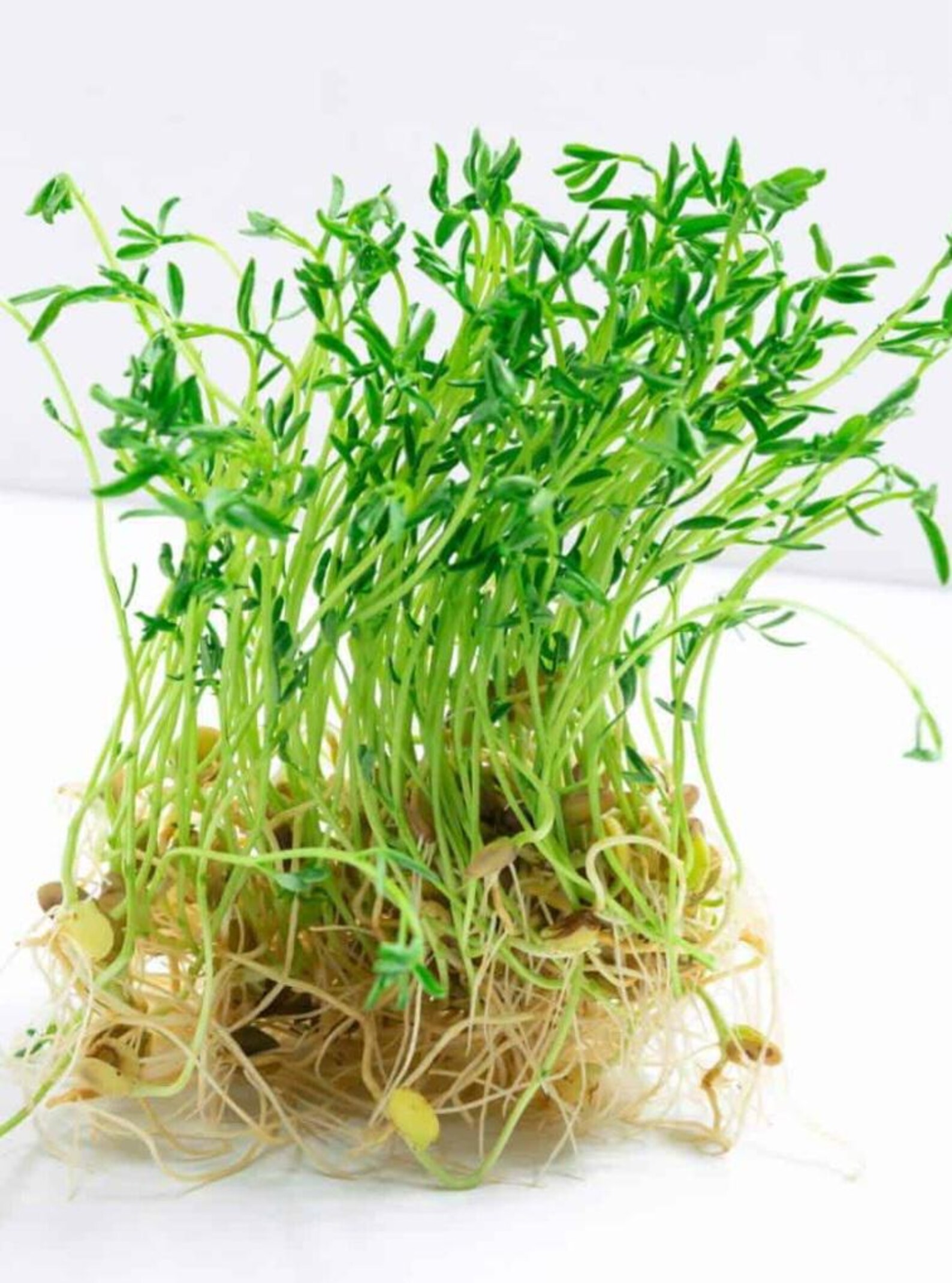 Organic Green Lentil Sprouting Seeds - Etsy