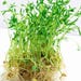 Organic Green Lentil Sprouting Seeds - Etsy