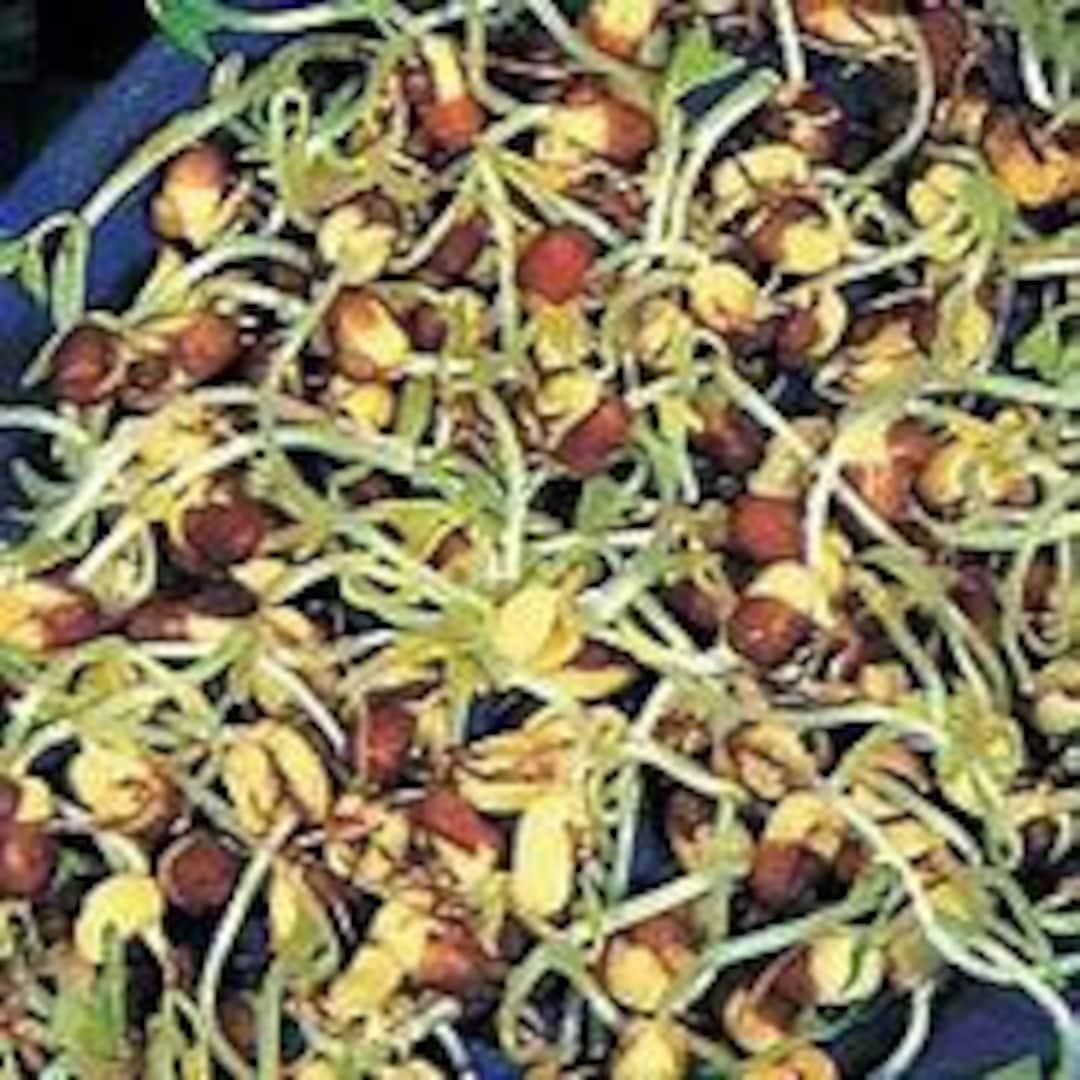 Organic Protein Mix Sprouting Seeds - Etsy