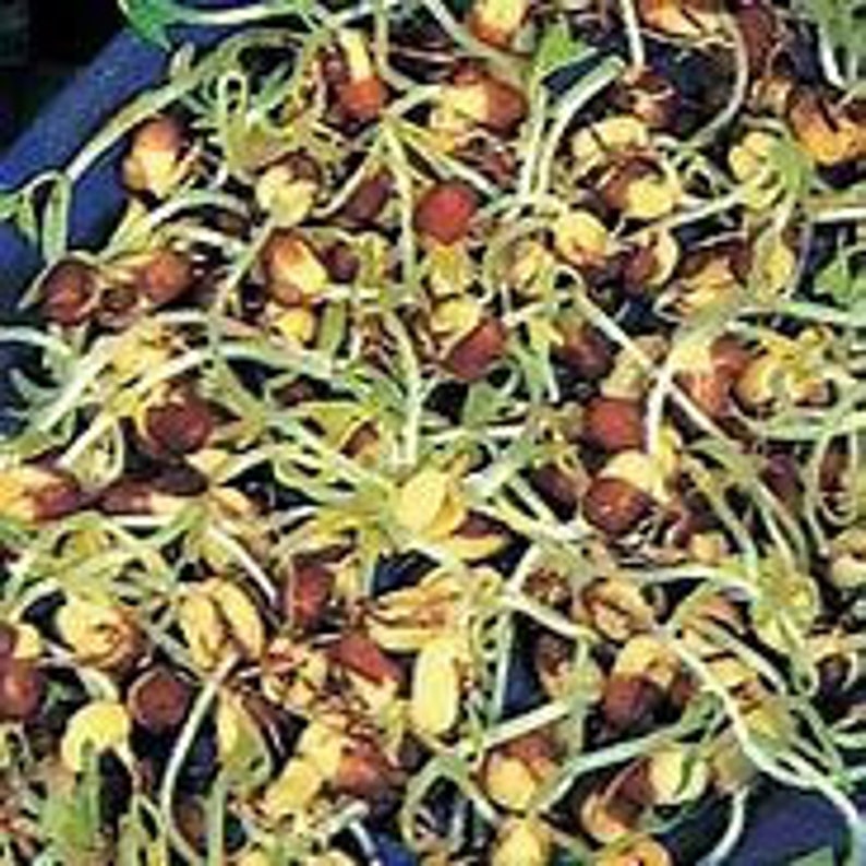 Organic Protein Mix Sprouting Seeds - Etsy