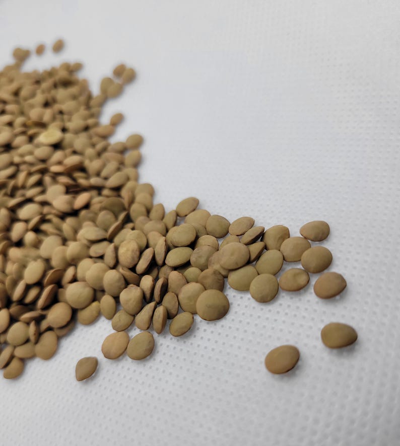 Organic Green Lentil Sprouting Seeds - Etsy
