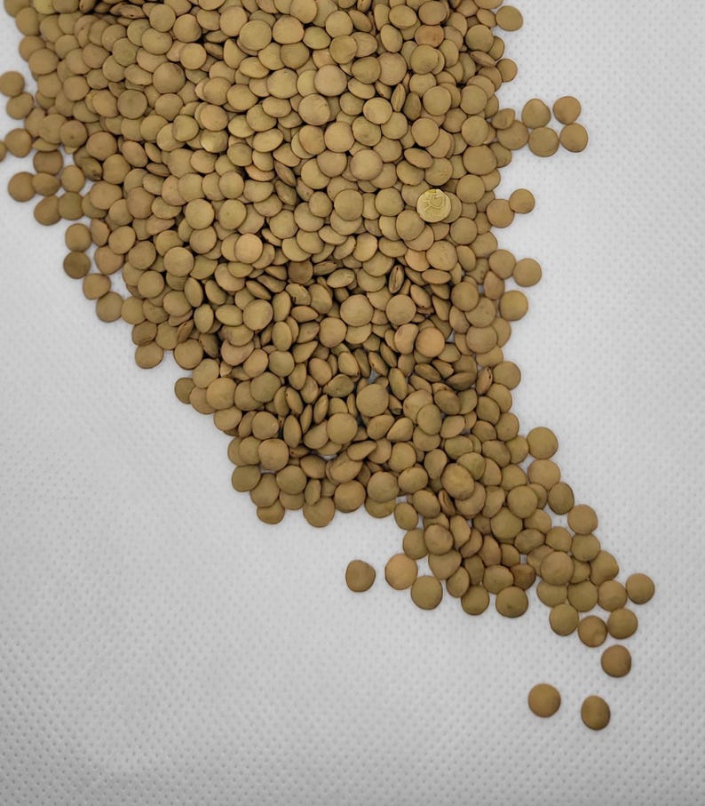 Organic Green Lentil Sprouting Seeds - Etsy