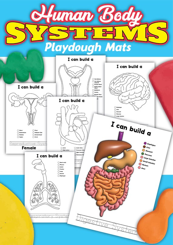 Human Body Systems Worksheets