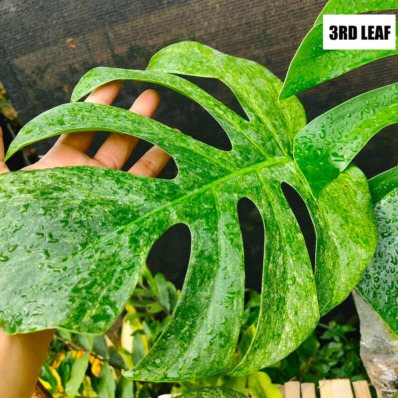 MINT Variegated Monstera Deliciosa Large Form 7 Leaves - Etsy
