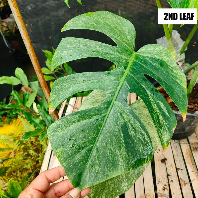 MINT Variegated Monstera Deliciosa Large Form 7 Leaves - Etsy