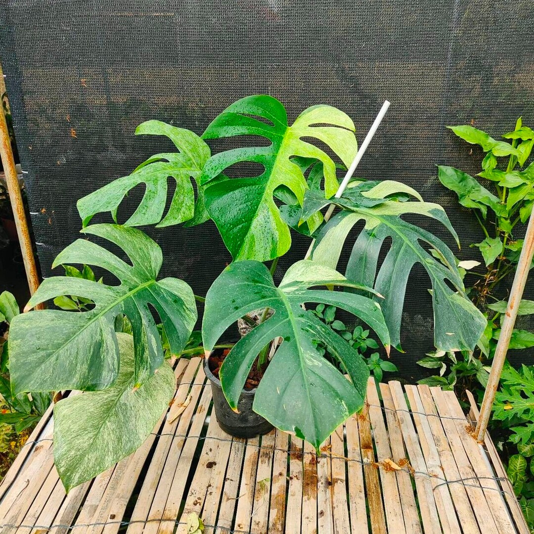 MINT Variegated Monstera Deliciosa Large Form 7 Leaves - Etsy