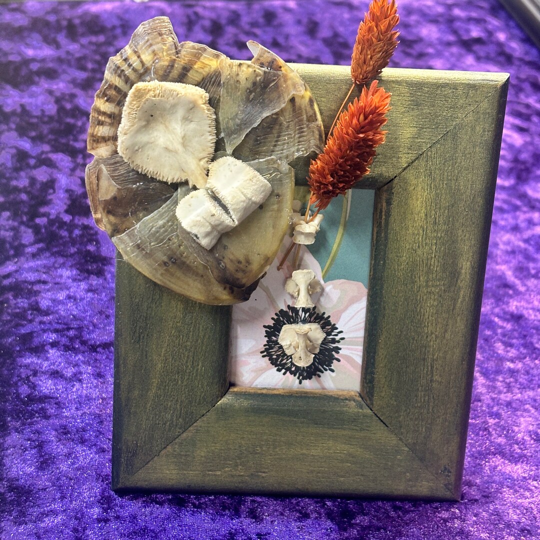 Framed Turtle Shell and Turtle Carapace Vertebra Oddity Bone Art - Etsy
