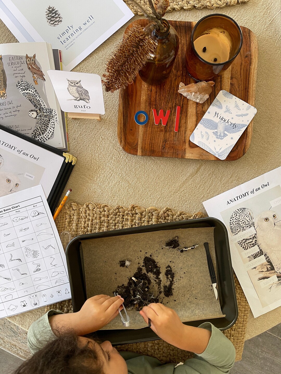Owls & Nocturnal Flyers Week Curriculum - Interactive Homeschooling ...