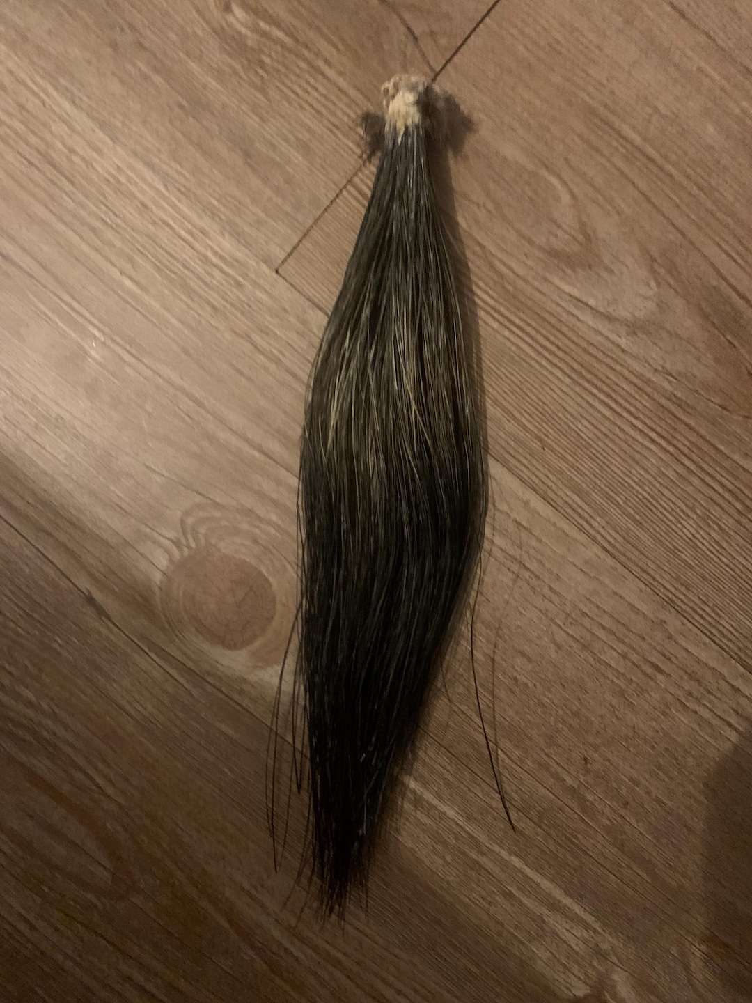 Real Turkey Beard for Taxidermy Crafts Oddity Curiosities Bird Fowl ...