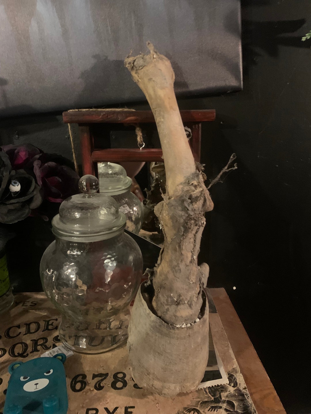 Real Equine Horse Leg Bone Skeleton Taxidermy Oddity Curiosities - Etsy