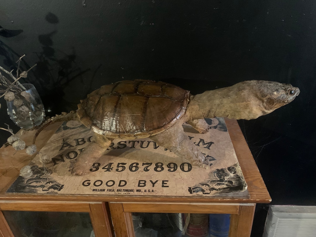 Vintage Common Snapping Turtle Taxidermy Mount Curiosity - Etsy