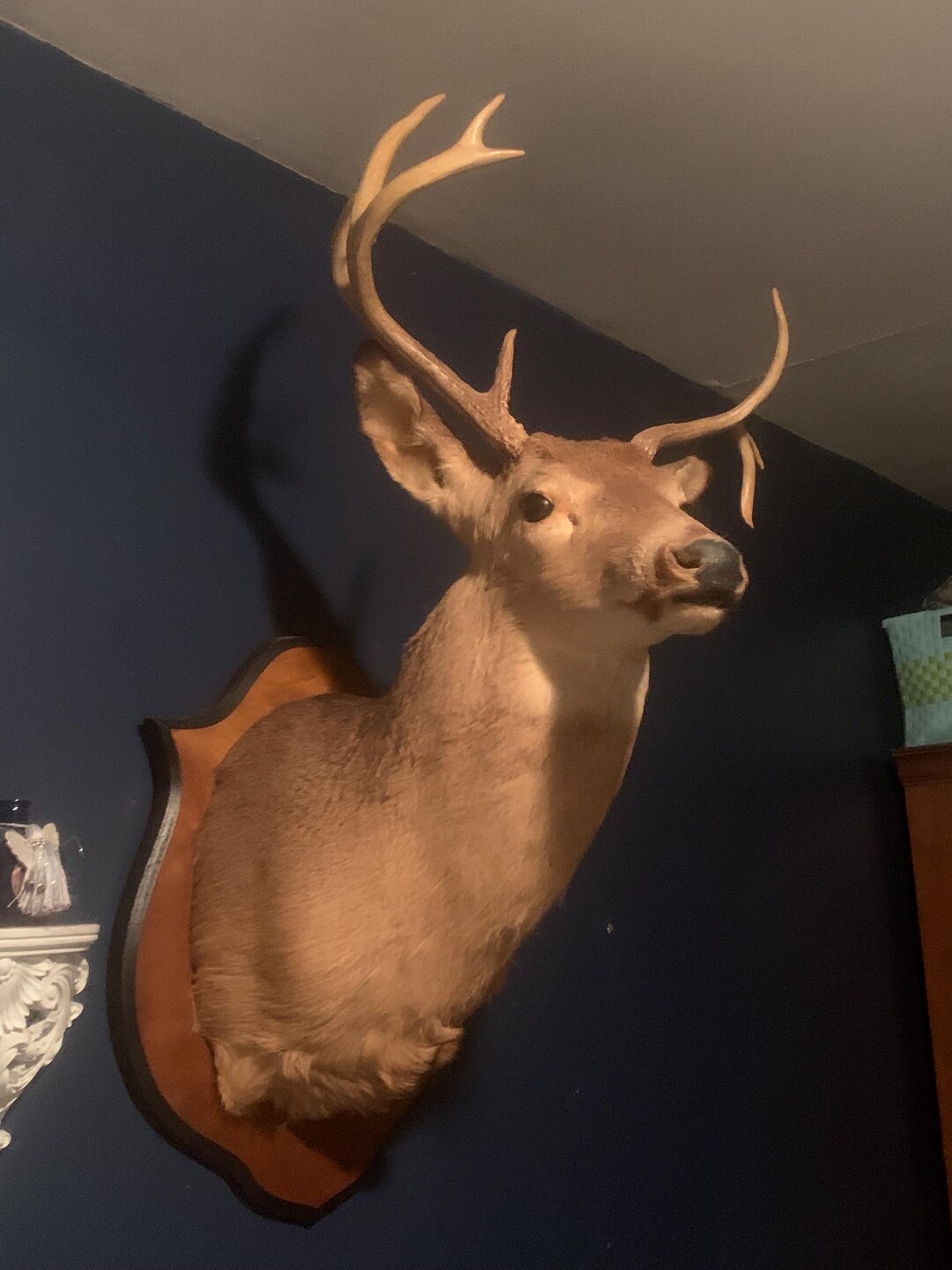 Taxidermy Buck Deer Mount Oddity Curiosity Wildlife Whitetail - Etsy