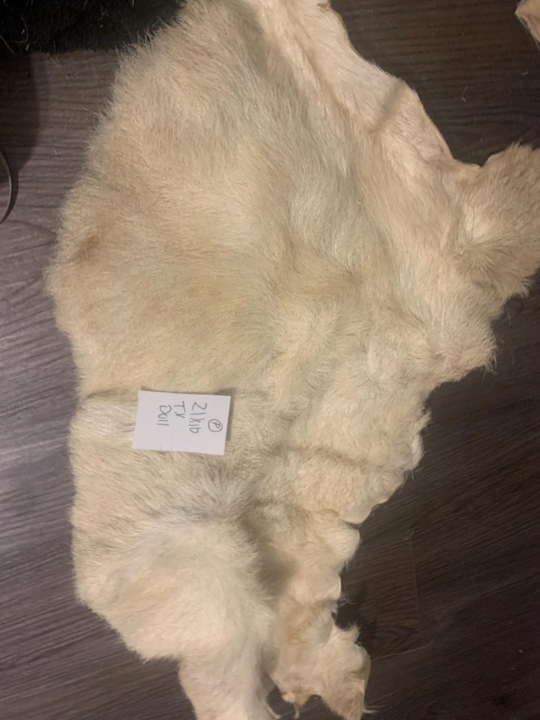 Texas Dall Sheep Mountain Goat Ram Hide Piece Fur Taxidermy Curiosity ...