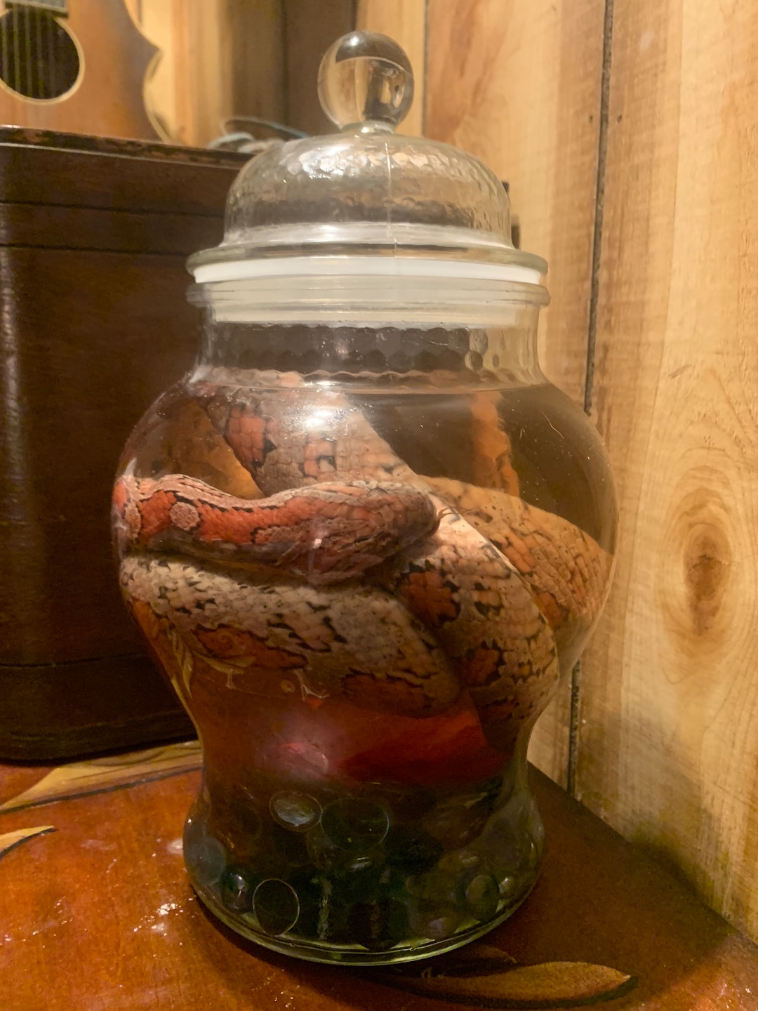 Wet Specimen Snake Taxidermy Oddity Curiosity Snake and Flower Specimen ...