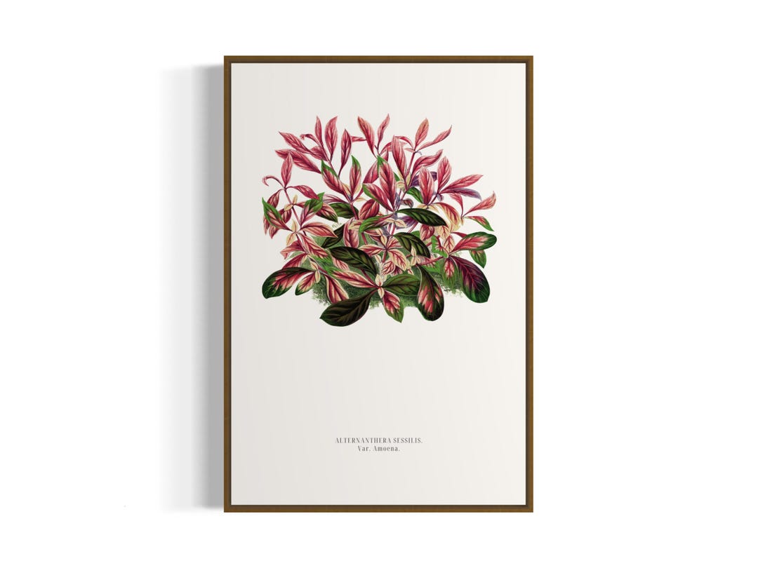 Vintage Botanical Calico Plant Art Print | Printable Wall Art | Digital ...