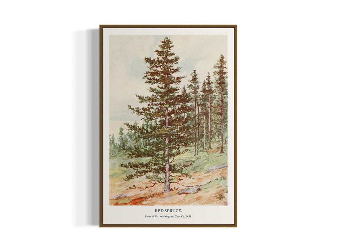 Red Spruce Tree Vintage Art Print | Seasonal Botanical Wall Art ...