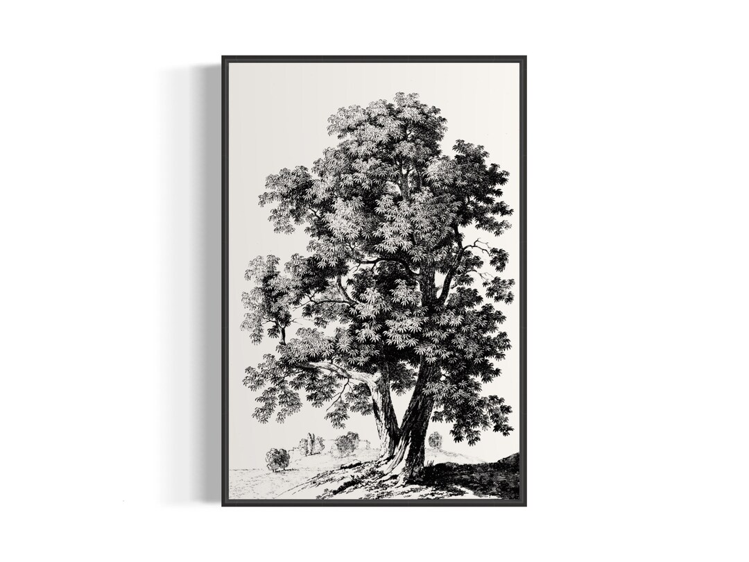 Chestnut Tree Art Print | Vintage Botanical Sketch | Printable Wall Art ...