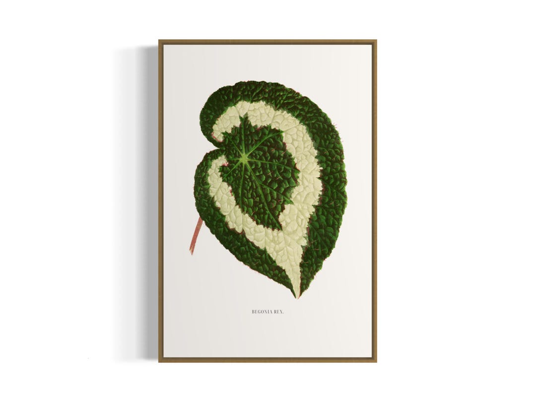 Vintage Botanical Begonia Leaf Art Print | Printable Wall Art | Digital ...
