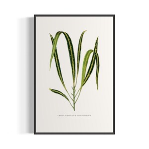 Vintage Botanical Garden Croton Art Print | Printable Wall Art ...