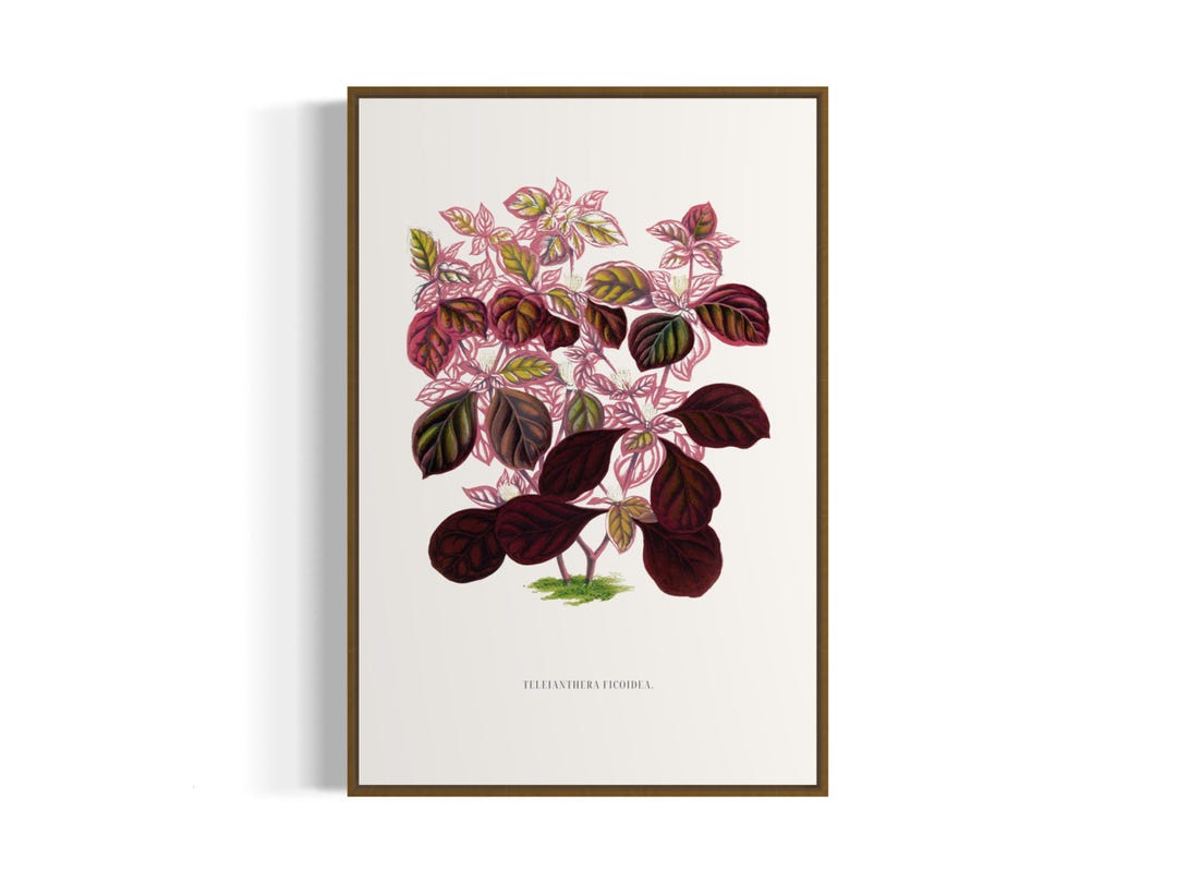 Vintage Botanical Calico Plant Art Print | Printable Wall Art | Digital ...