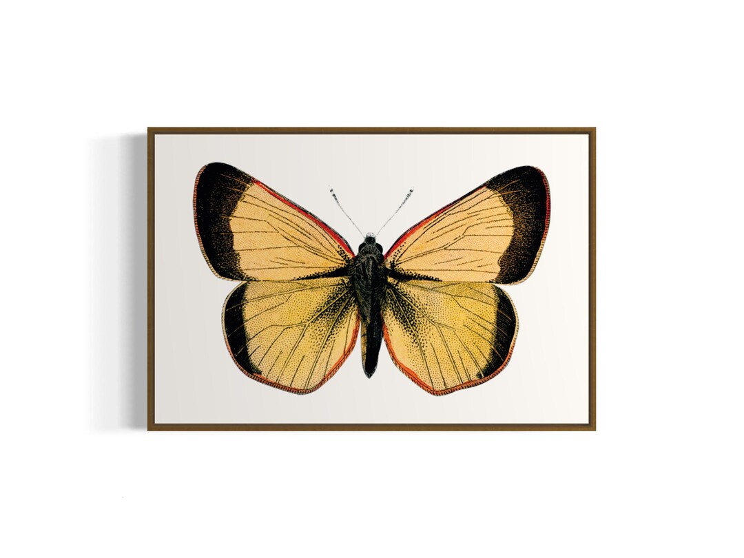 Pale Yellow Butterfly Naturalist Study Art Print | Printable Wall Art ...