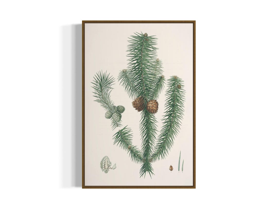 Vintage Botanical Fir Tree Anatomy Illustration Art Print | Printable ...