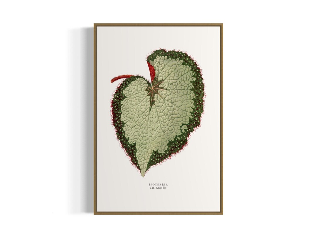 Vintage Botanical Begonia Rex Art Print | Printable Wall Art | Digital ...