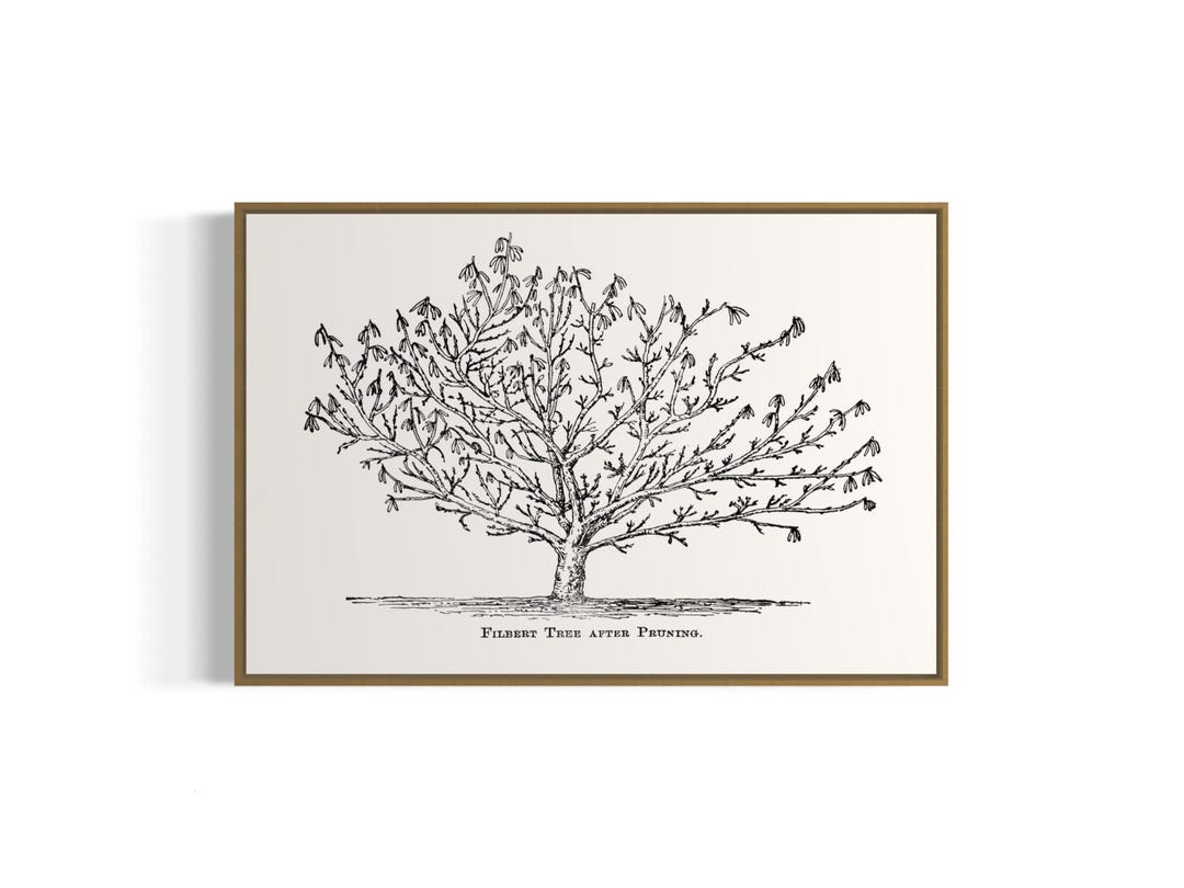 Classic Hazelnut Tree Illustration - Antique Botanical Art Print ...