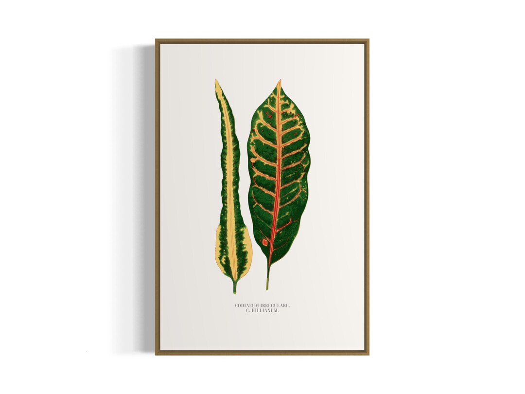 Vintage Botanical Croton Leaf Art Print | Printable Wall Art | Digital ...