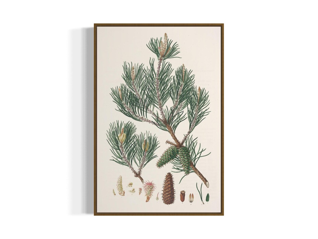 Vintage Pine Tree Botanical Illustration Art Print | Printable Wall Art ...