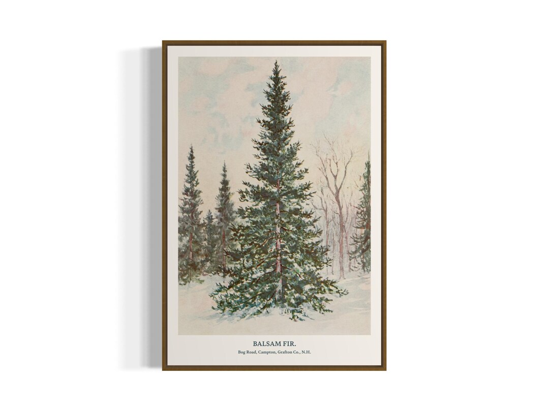 Balsam Fir Tree Vintage Art Print | Digital Download | Seasonal Wintery ...