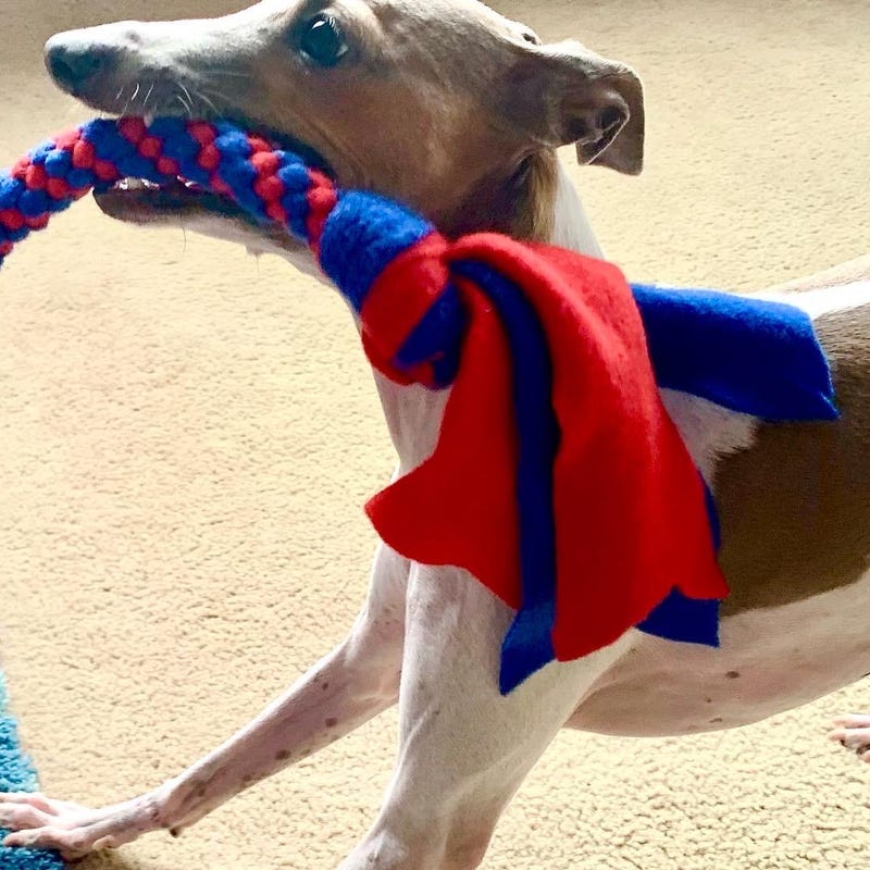 Fleece Dog Toys - Etsy