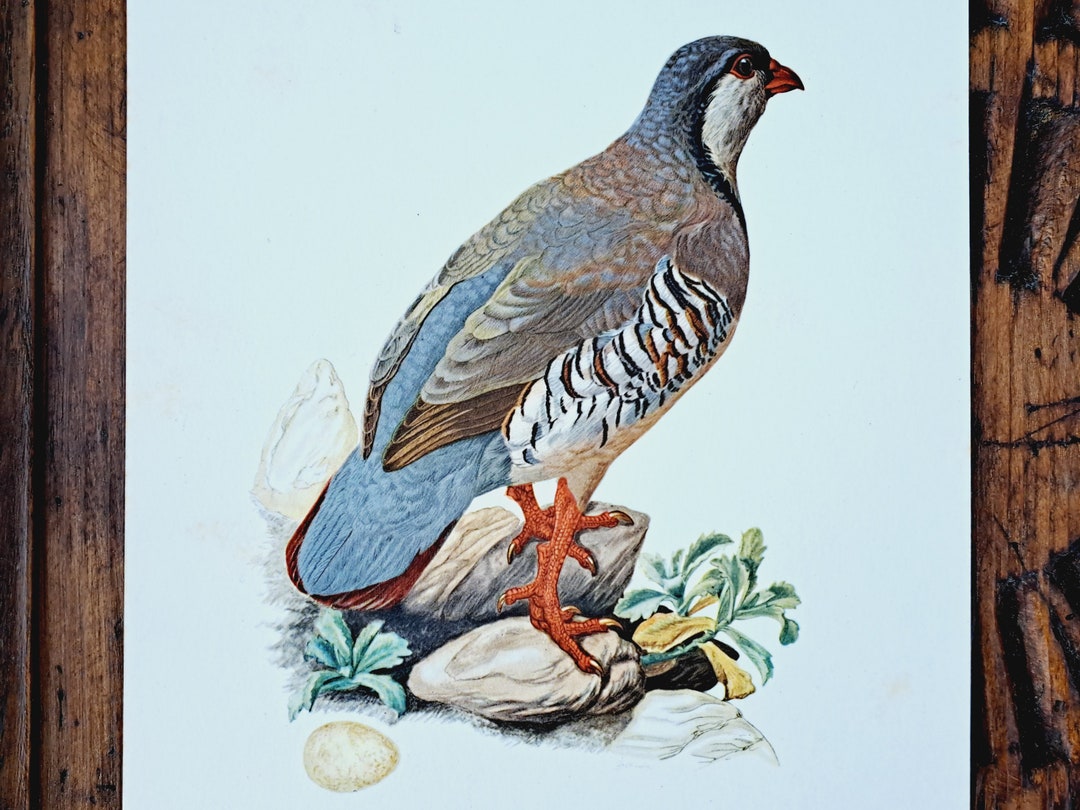 ROCK PARTRIDGE 1952 Vintage Original Lithograph Animal Duck and Bird ...