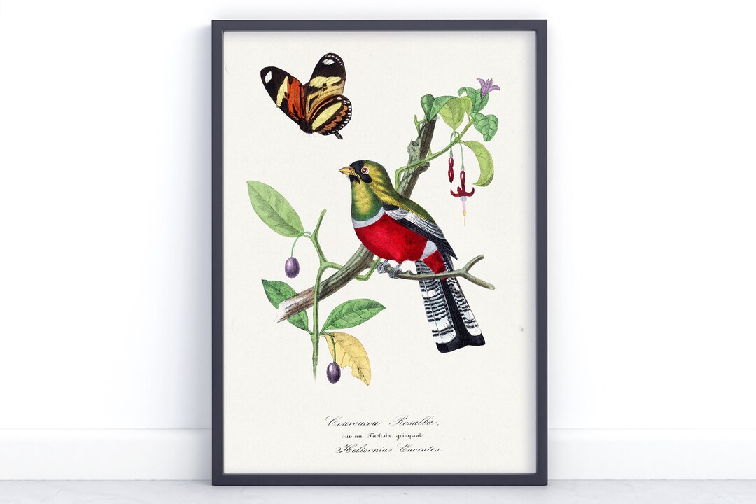 PRINTABLE Illustration Crimson Rosella by Paul Gervais Antique ...