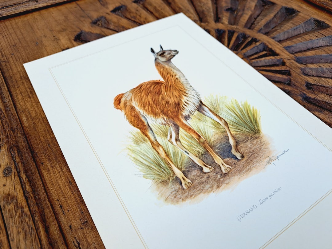 GUANACO 1952 Vintage Original Lithograph Animal Print - Etsy