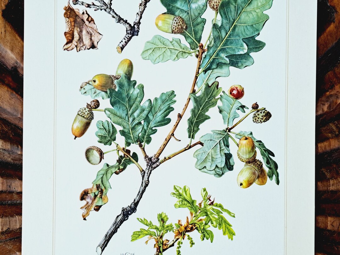 ENGLISH OAK 1952 Vintage Original Lithograph Botanical Plant Print ...