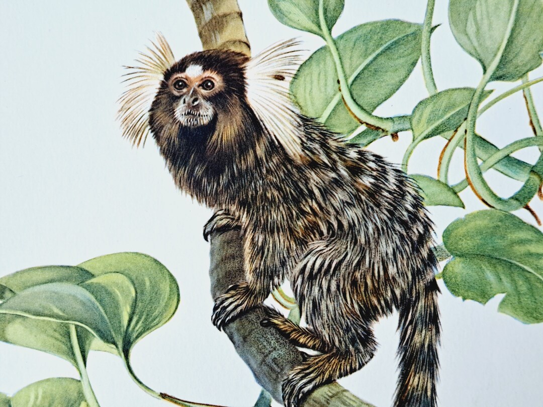 WHITE-FACED MONKEY 1952 Vintage Original Lithograph Animal Print ...