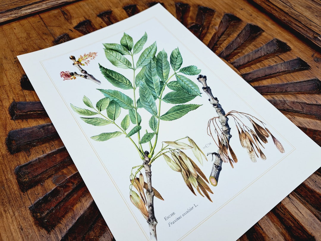 ASH 1952 Vintage Original Lithograph Botanical Plant Print Biology ...