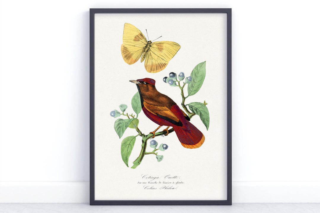 PRINTABLE Illustration Larks Bird by Paul Gervais Antique Lithograph ...