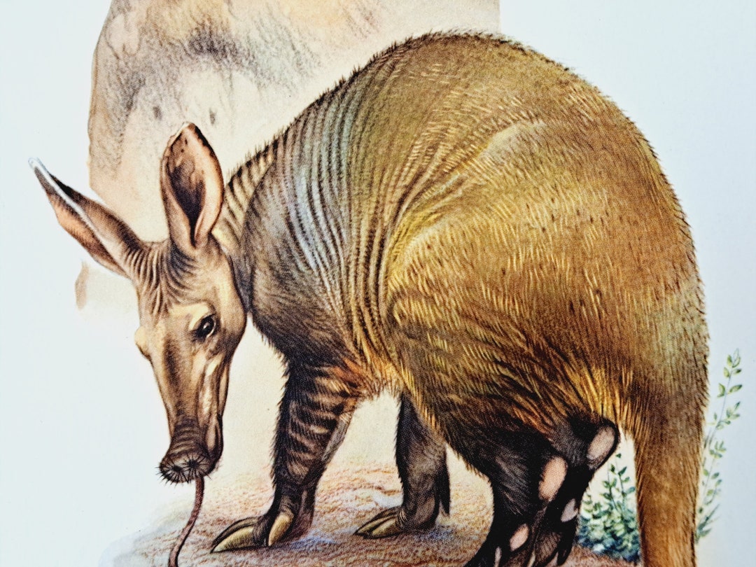 EARTH PIGLET 1952 Vintage Original Lithograph Animal Print Biology ...