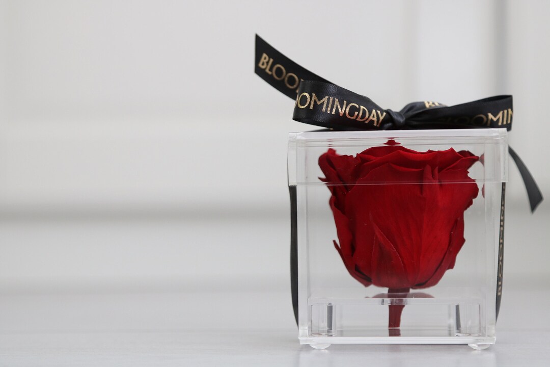 Single Eternal Rose - Etsy UK