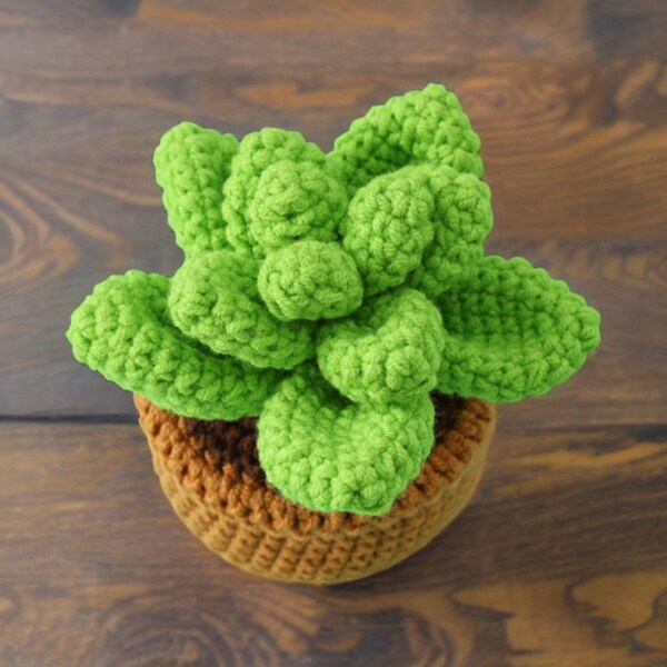 Mini Succulent - Etsy